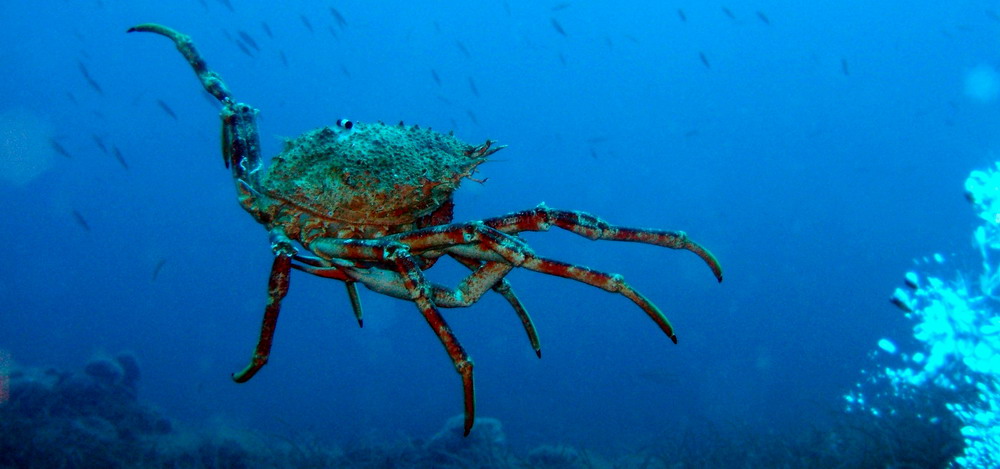 Les animaux marins