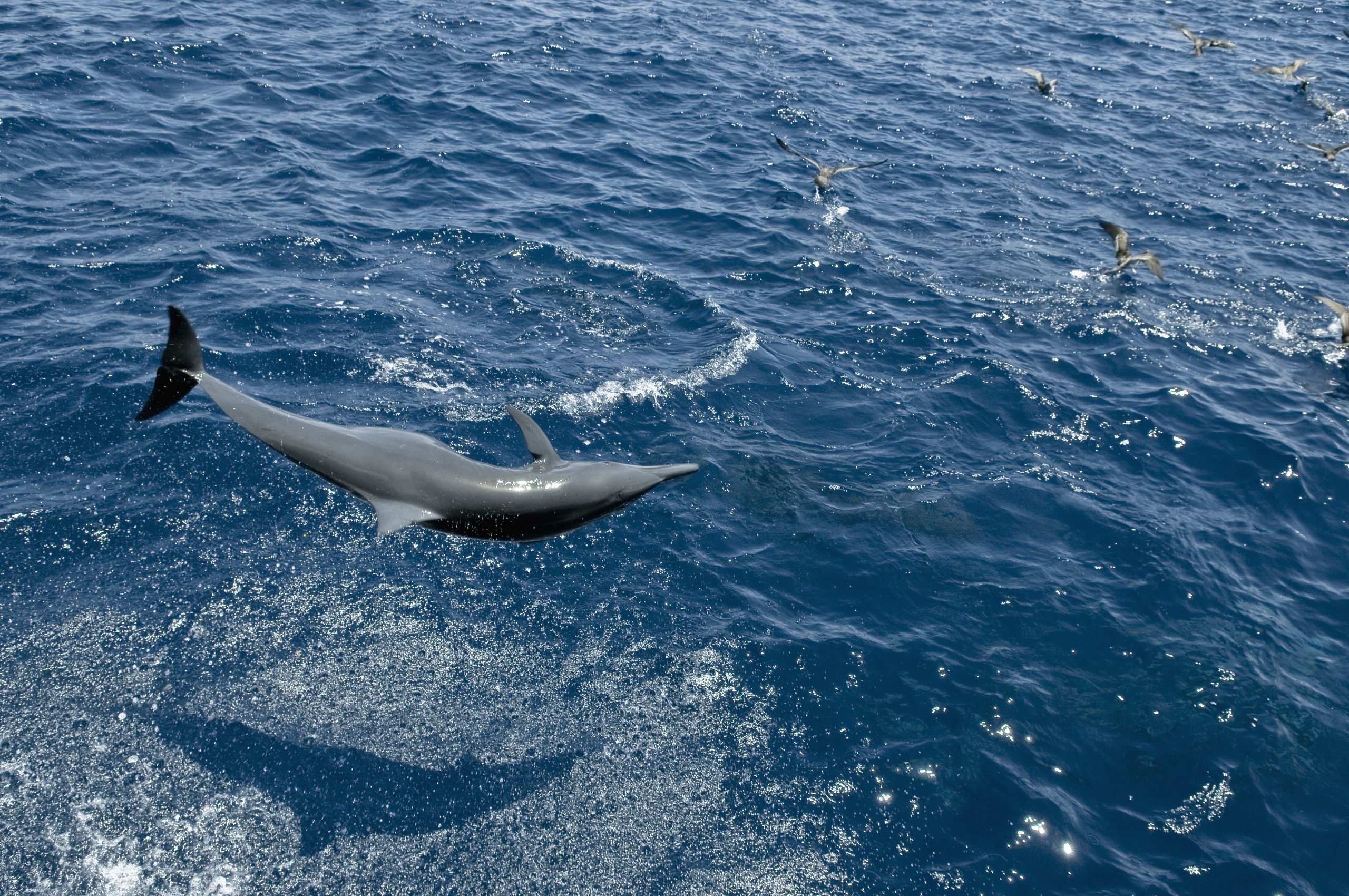 Le Dauphin Stenelle à long bec - La Médiathèque de la Mer, le magazine ...