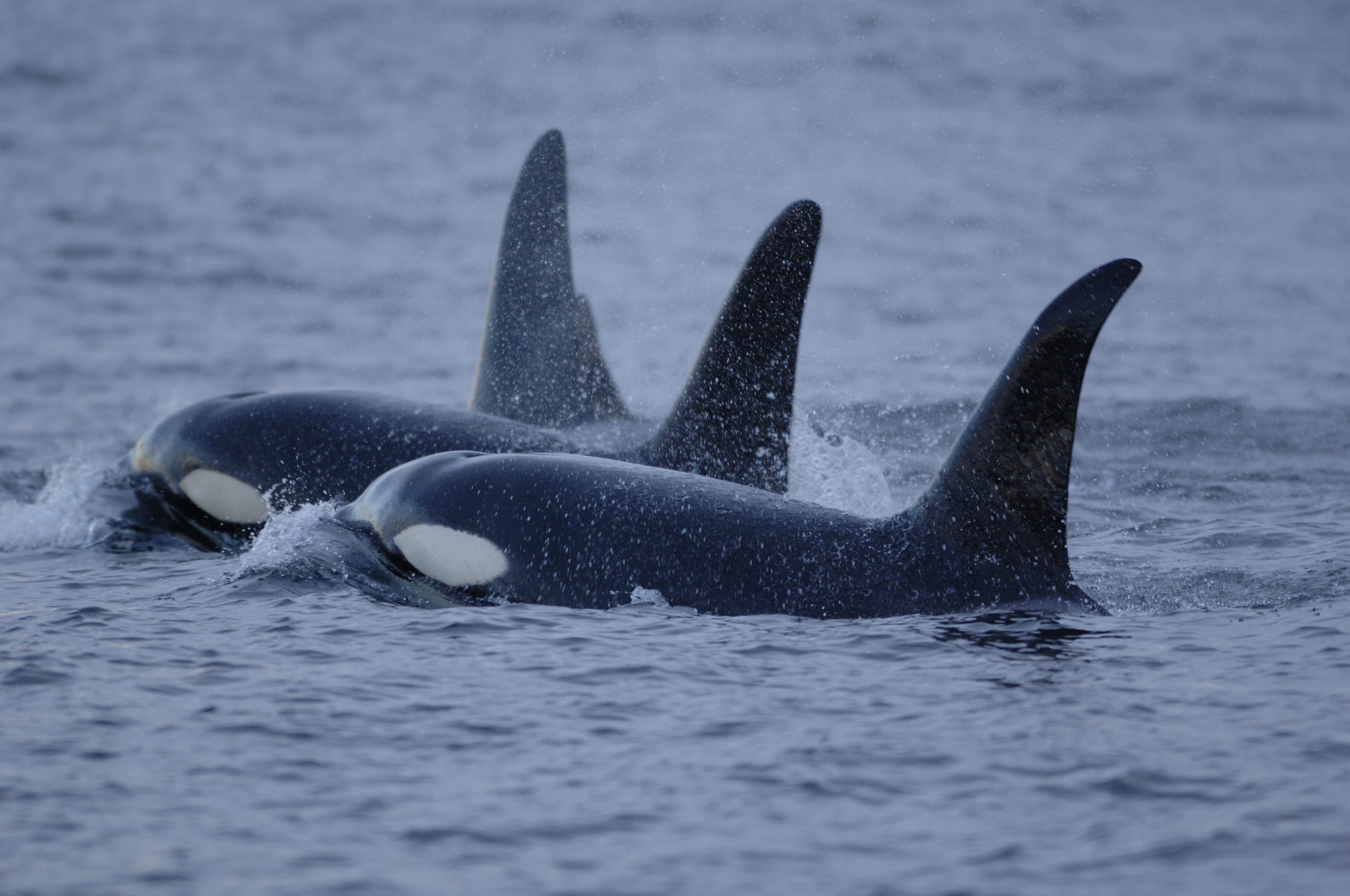 L'orque ou l'épaulard, Orcinus orca