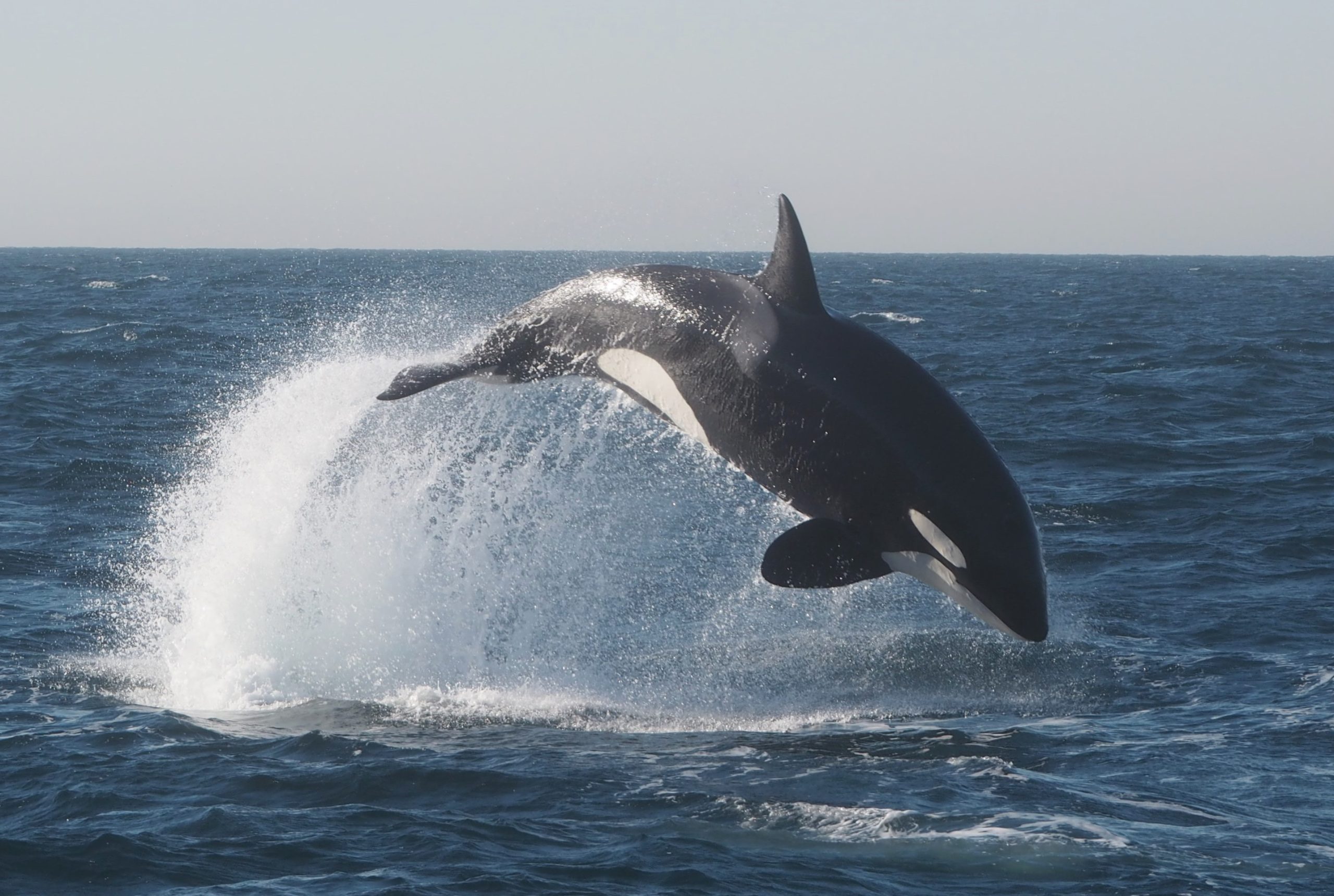 Les animaux marins