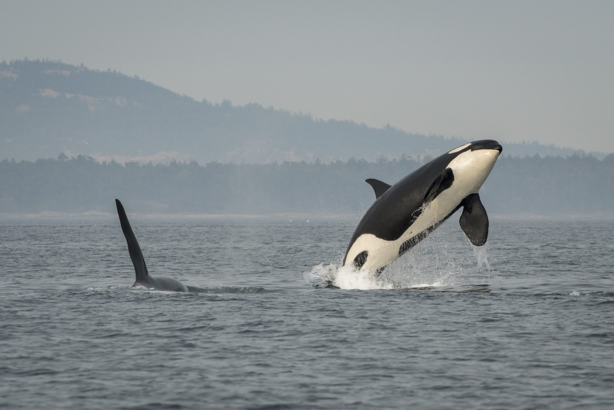 L'orque ou l'épaulard, Orcinus orca