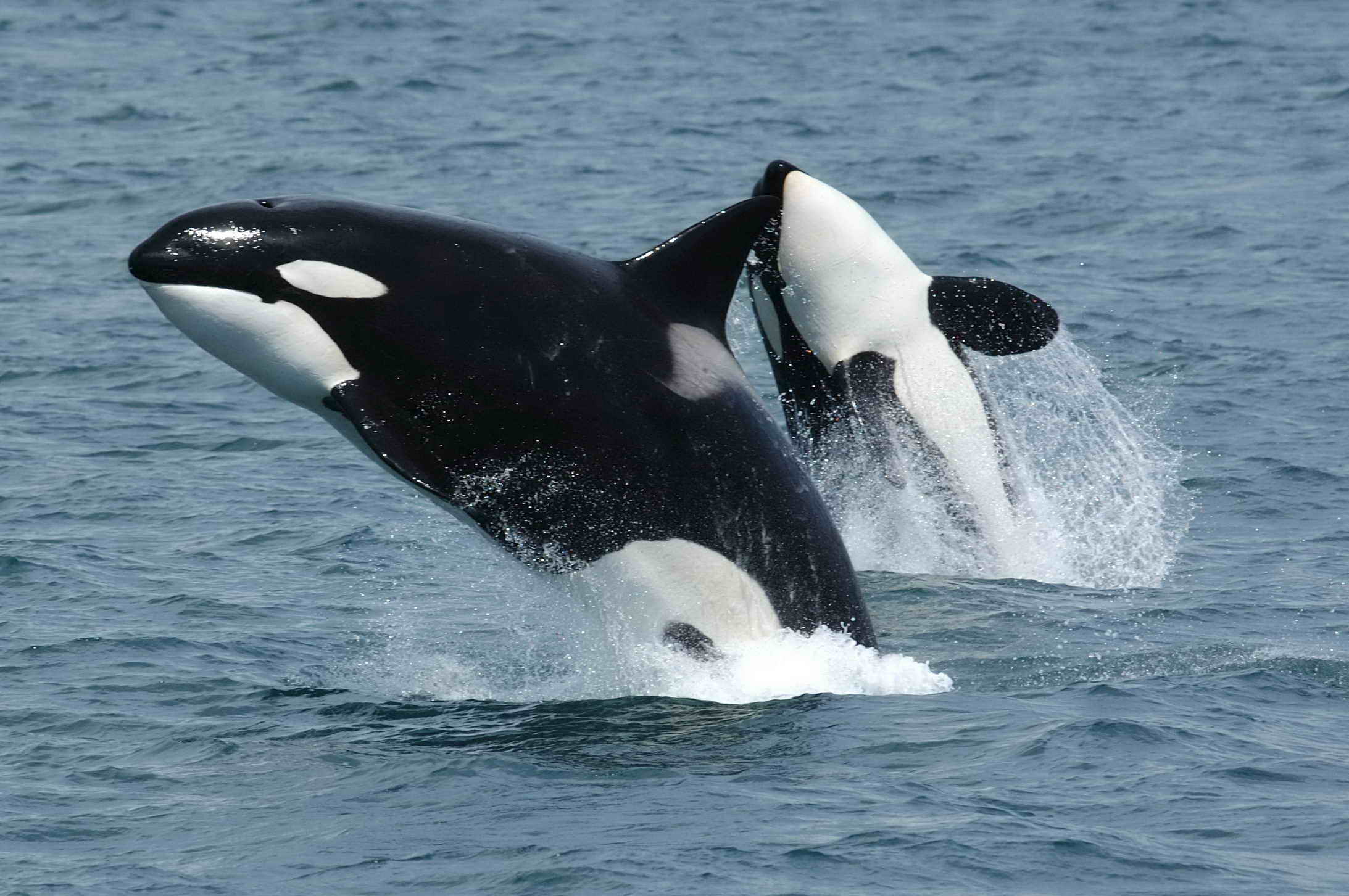 L'orque ou l'épaulard, Orcinus orca