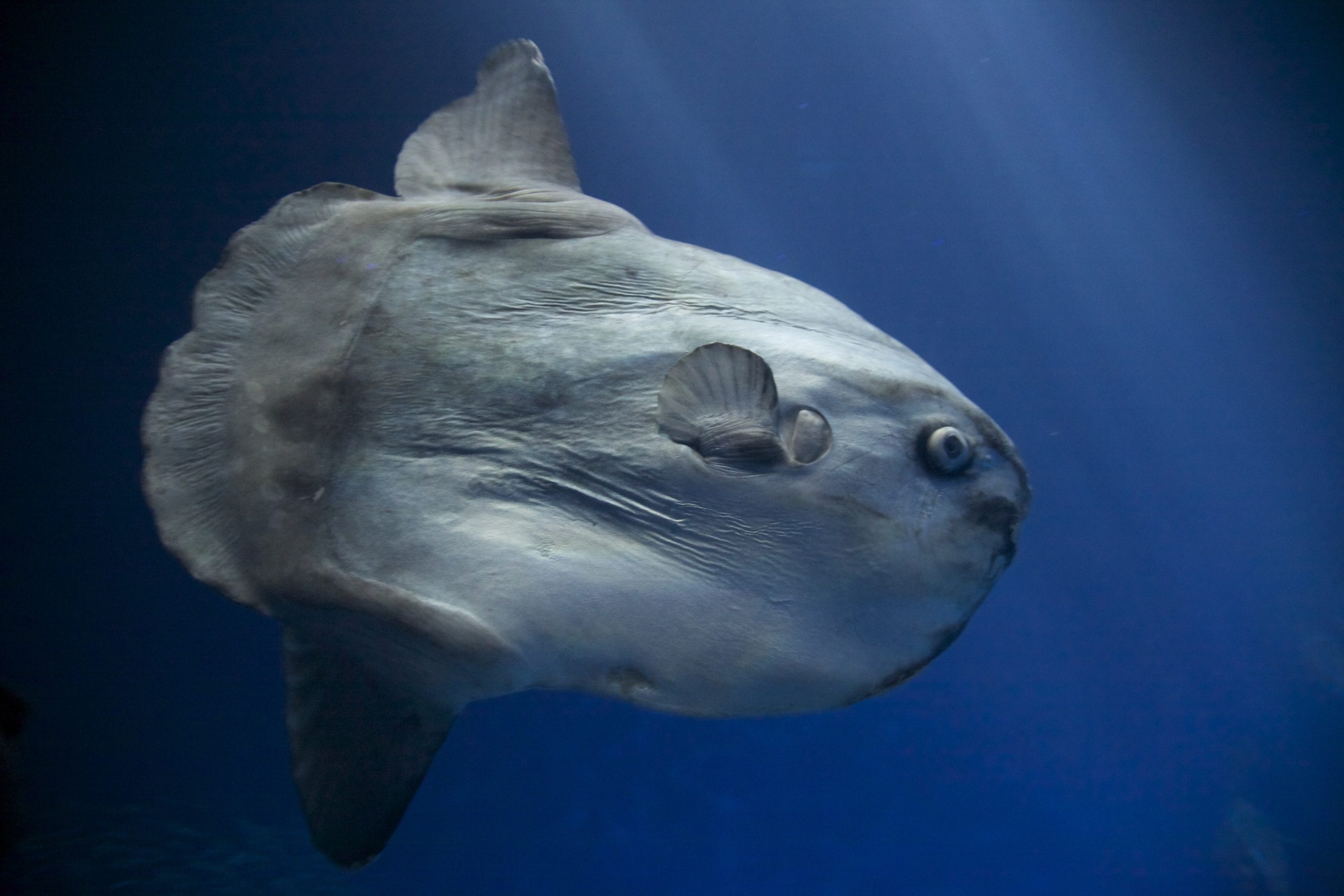 Le poisson-lune commun, Mola mola
