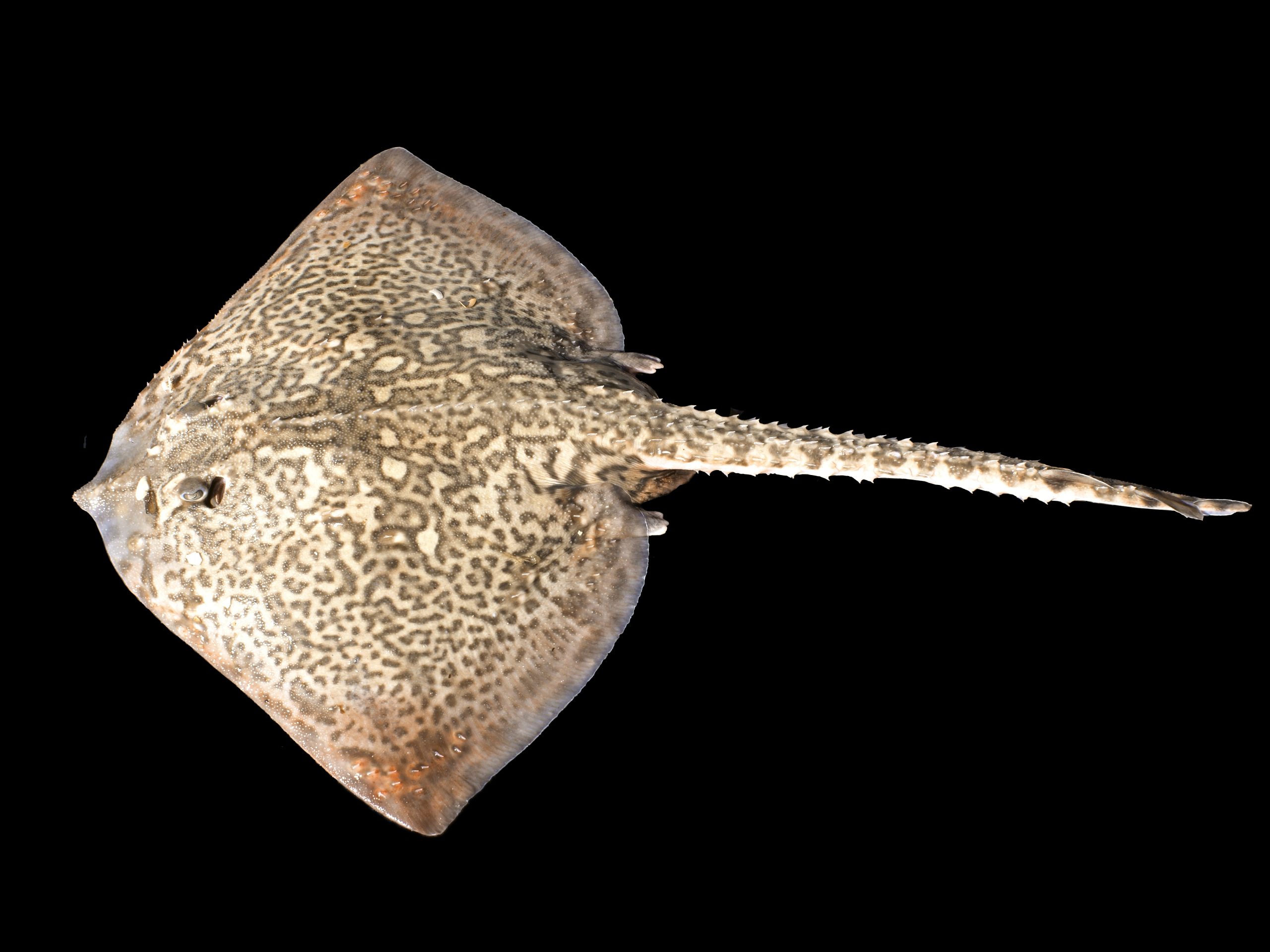 La Raie brunette - Médiathèque - La Cité de la Mer