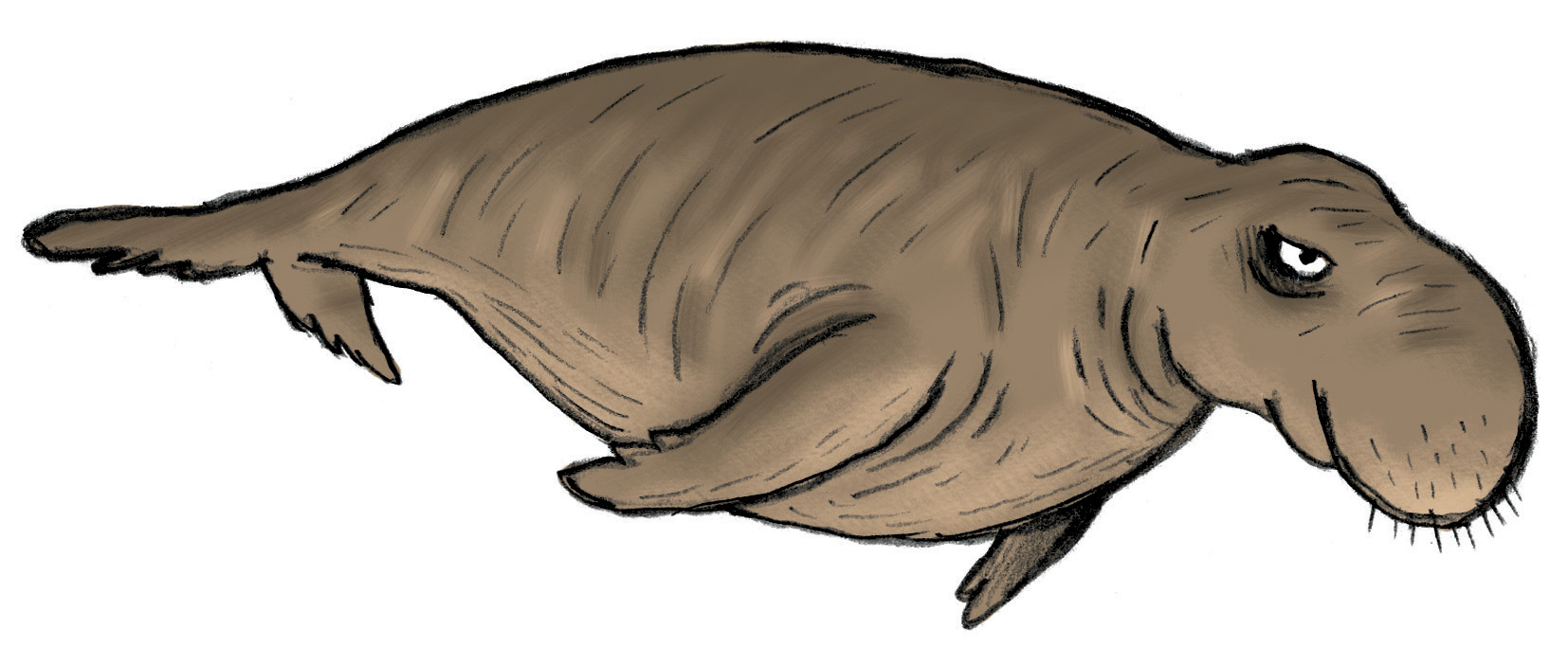 Les animaux marins expliqués aux enfants - La Médiathèque de la Mer, le ...