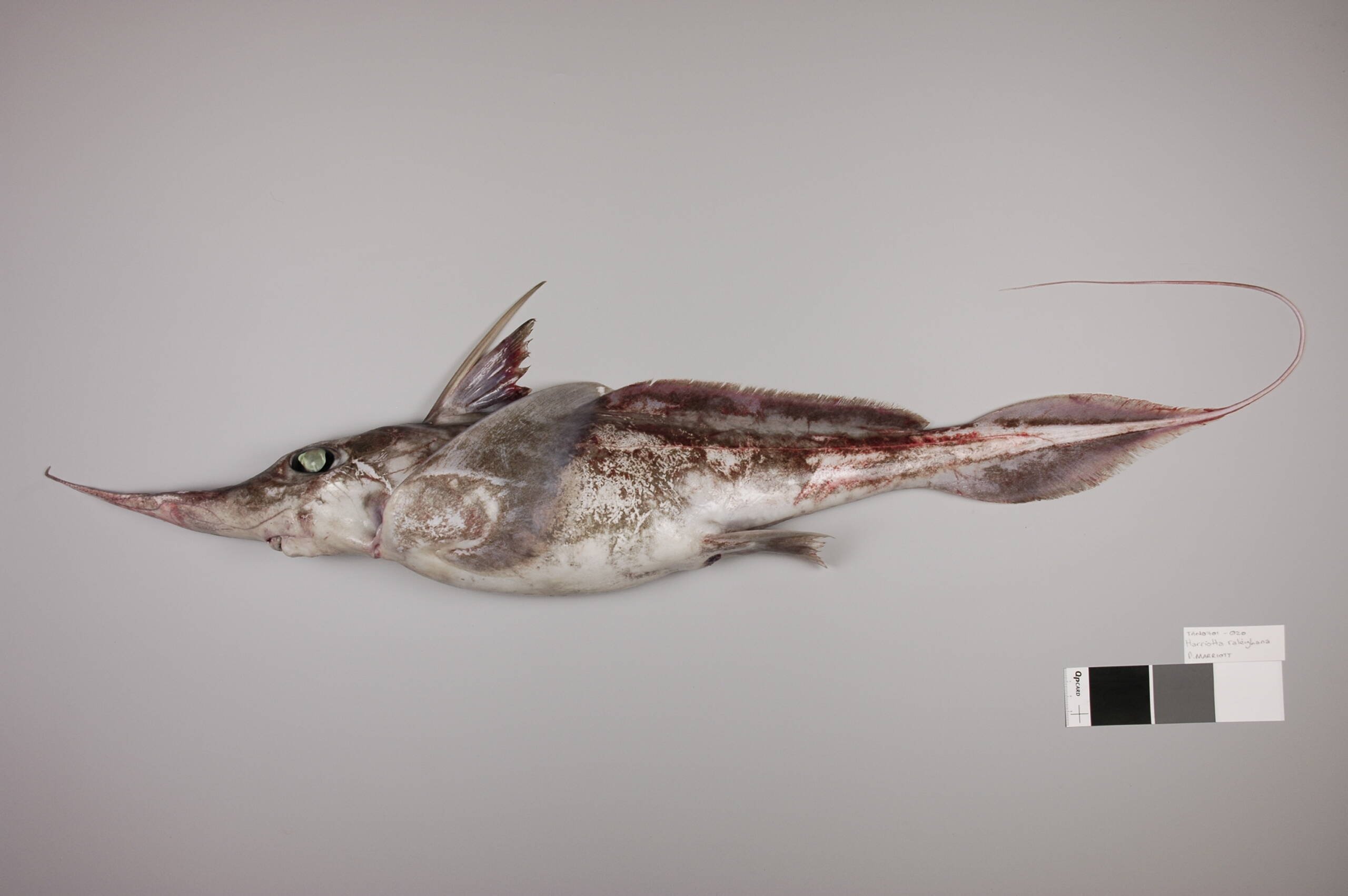 Découverte d’une nouvelle espèce de requin fantôme - Médiathèque - La ...