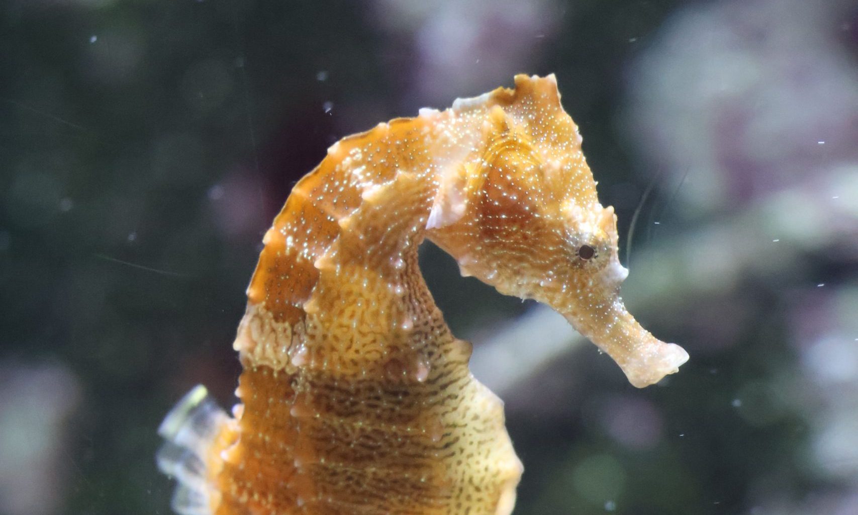 L'hippocampe à museau court, Hippocampus erectus